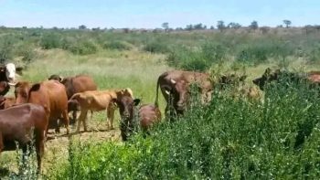 Farm For Sale Rehoboth District!!!! 240km out of Windhoek,South West ...